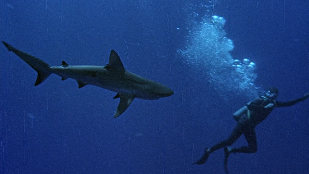 BliZZarraDas: Shark! (1969)